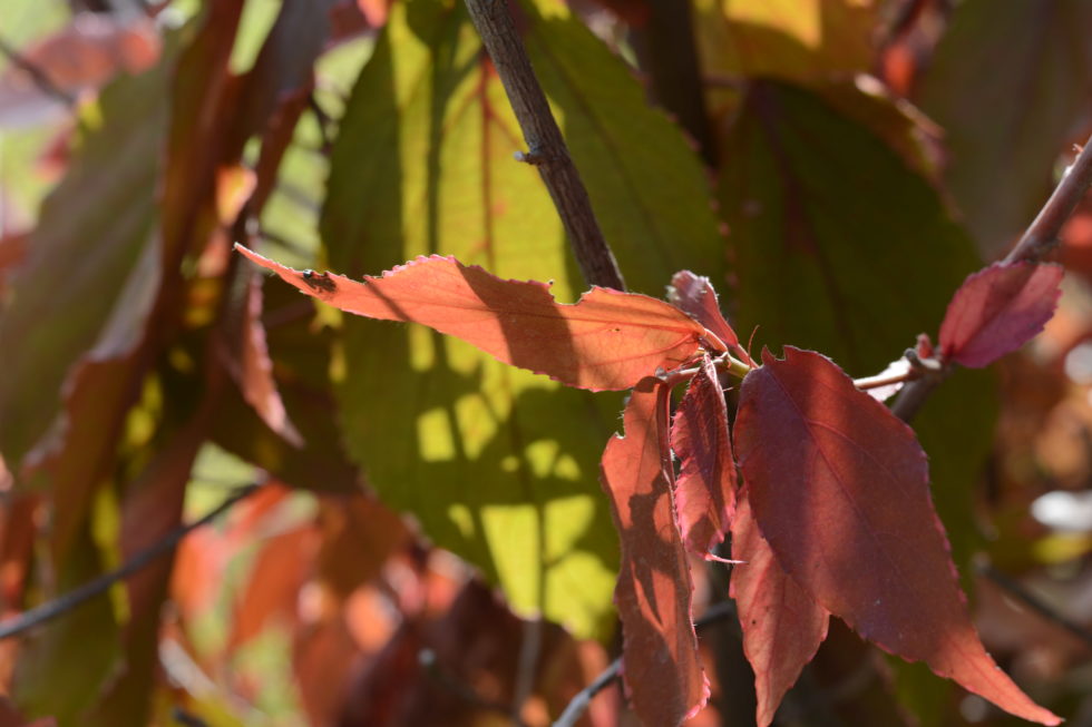 Die Vision | Permadies